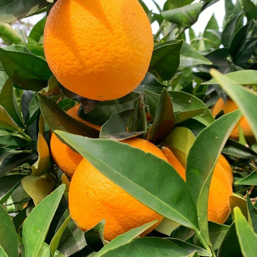 Naranjo 1,20 m aprox – Jardin el Sauce