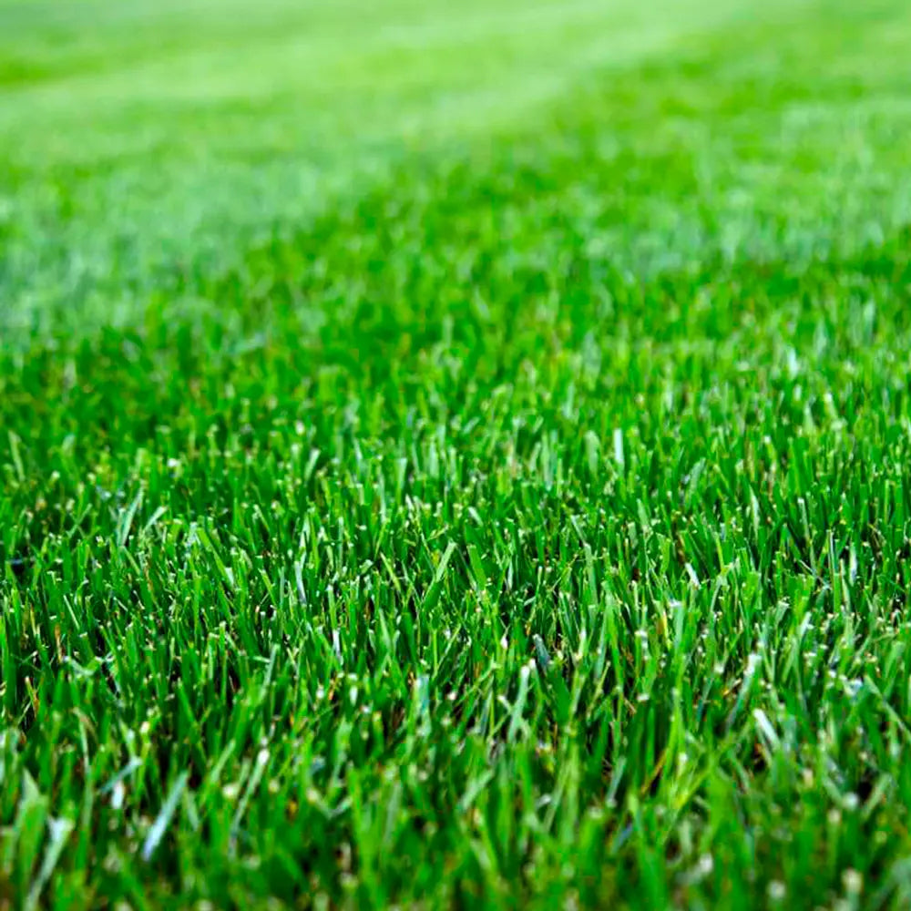 Semilla Pasto lawn grass trebol – Jardin el Sauce