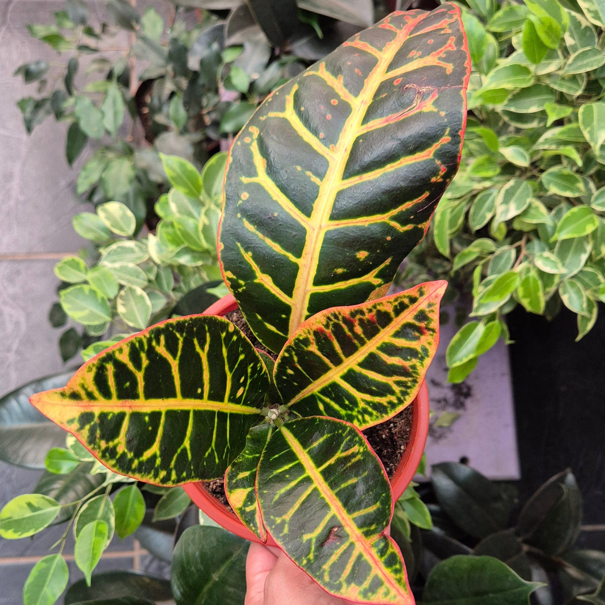 Croton norma m12, m14, m15 – Jardin el Sauce