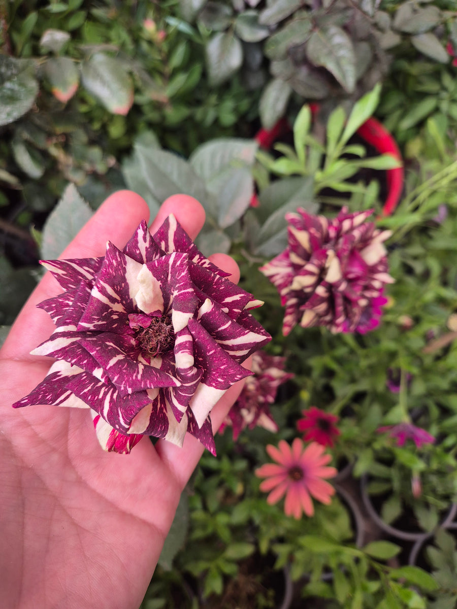 Rosa tigre con flor m19 – Jardin el Sauce